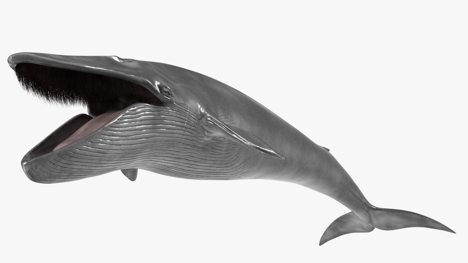 3D Blue Whale Fur model - TurboSquid 2061201