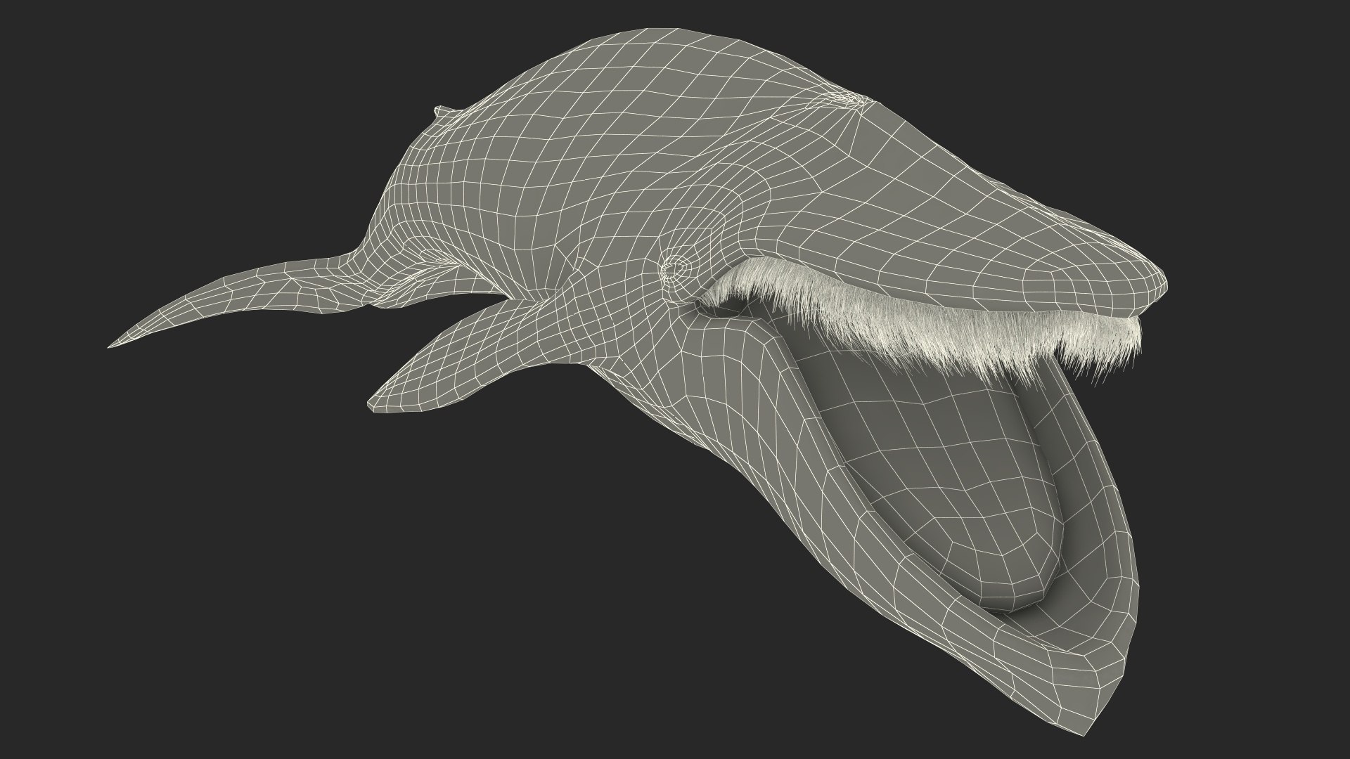3D Blue Whale Fur model - TurboSquid 2061201