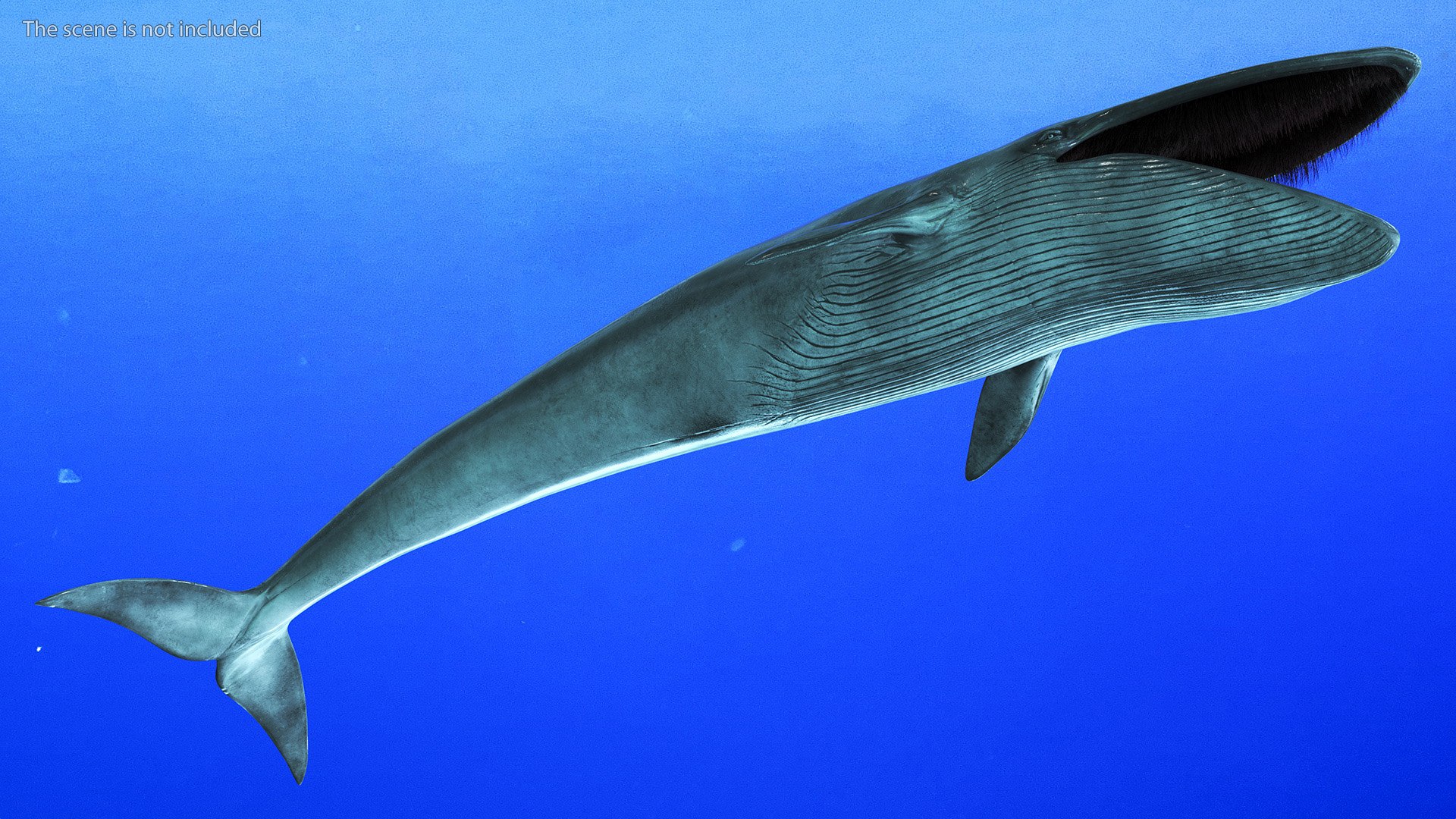 3D Blue Whale Fur model - TurboSquid 2061201