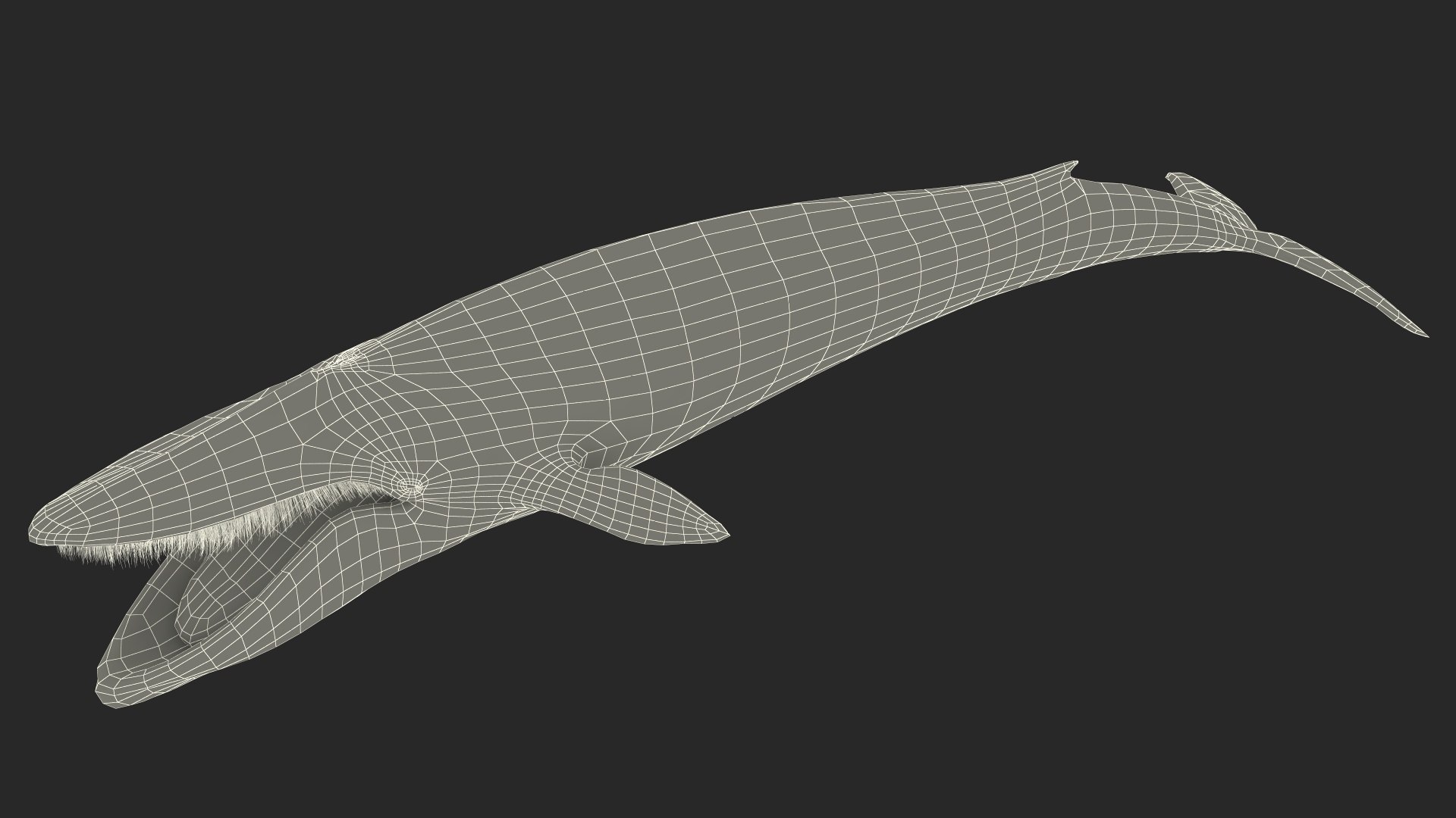 3D Blue Whale Fur model - TurboSquid 2061201
