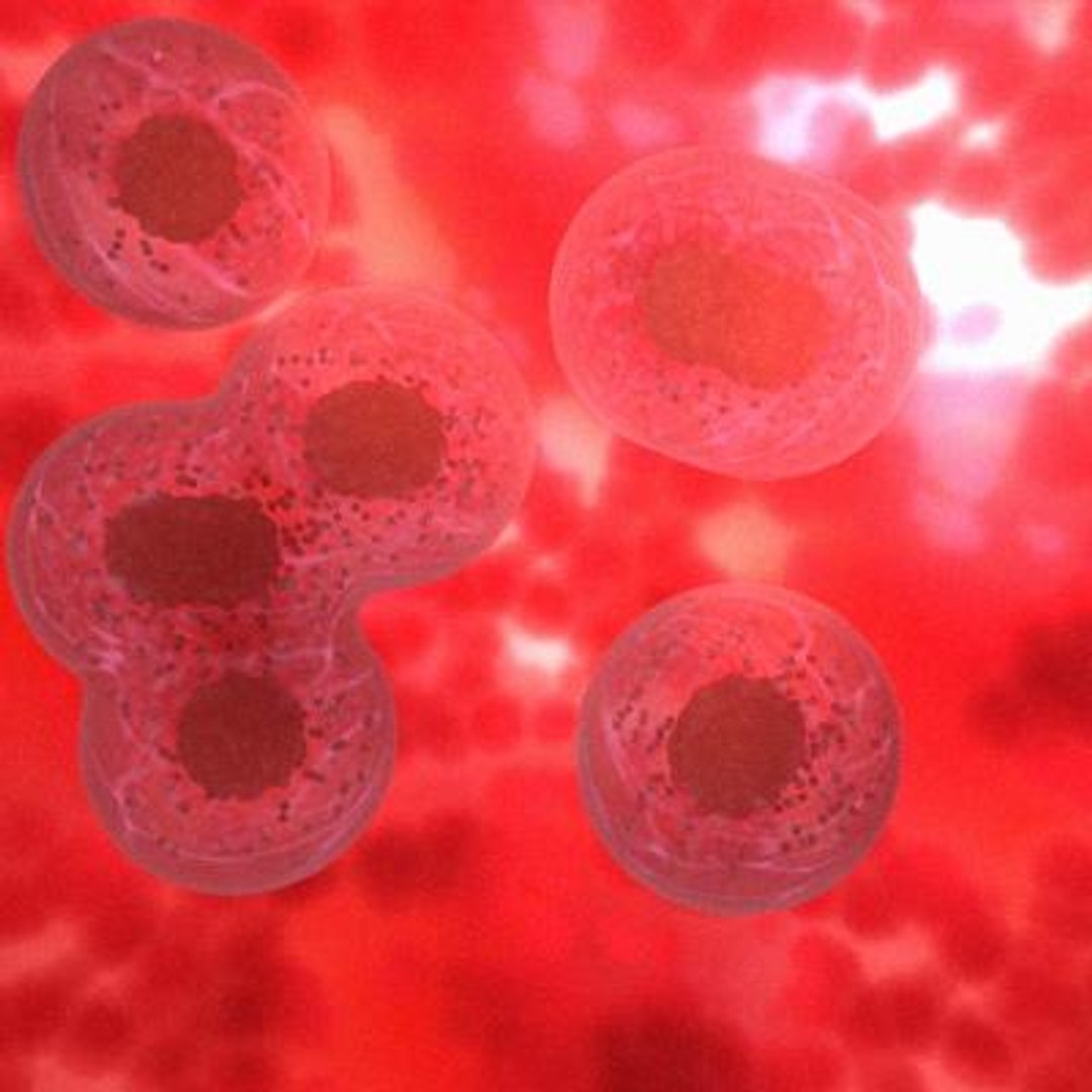 3d Model Cell Dividing