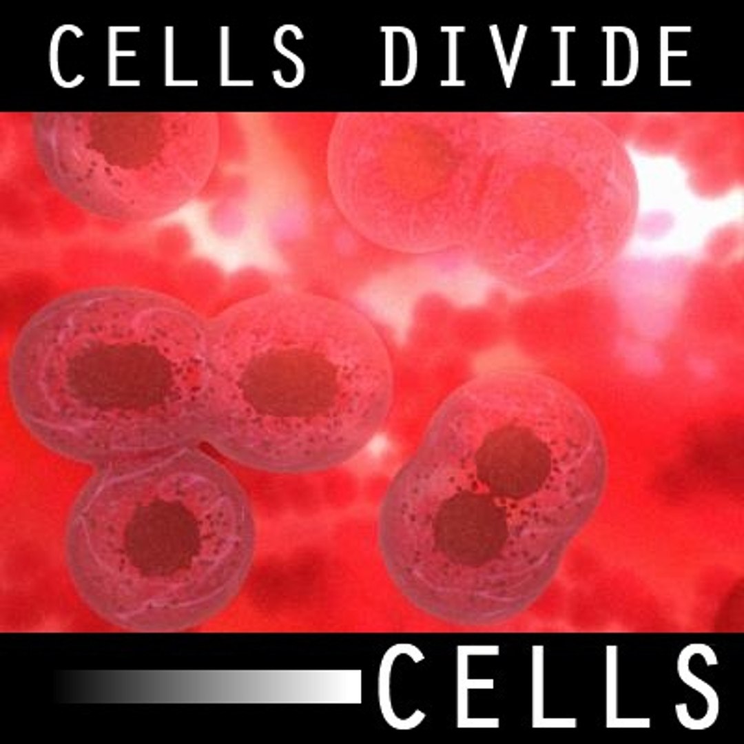 3d Model Cell Dividing