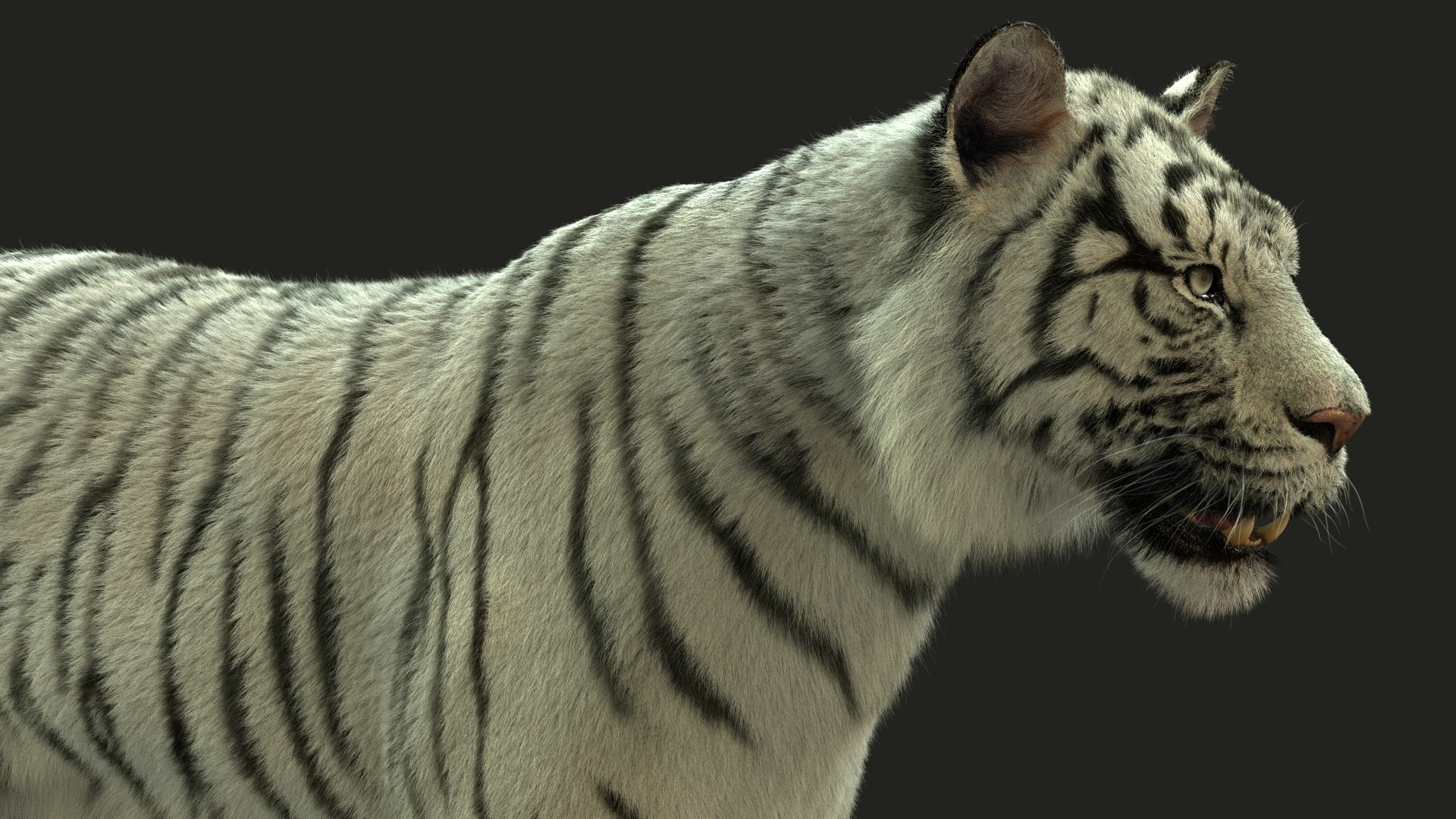 WHITE BENGAL TIGER ANIMATED XGEN-CORE Model - TurboSquid 1722576