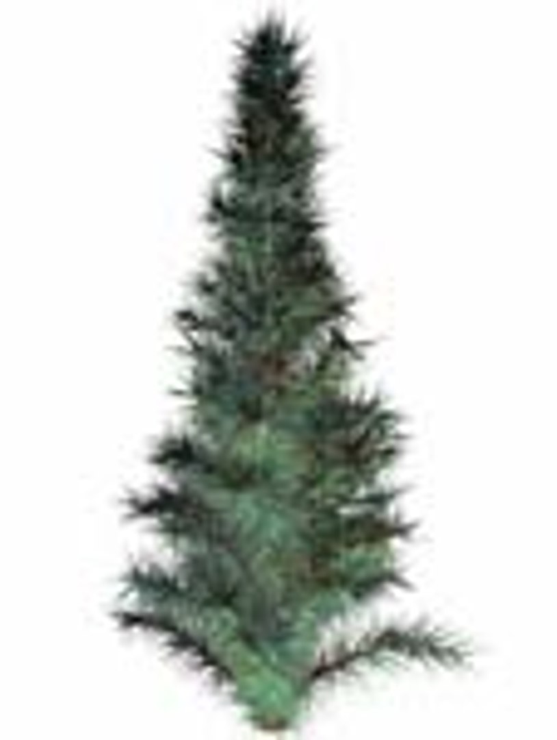 3d model conifer bryce