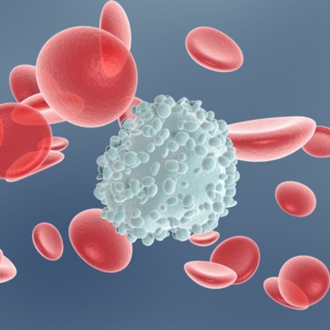 blood cells leukocyte 3d model