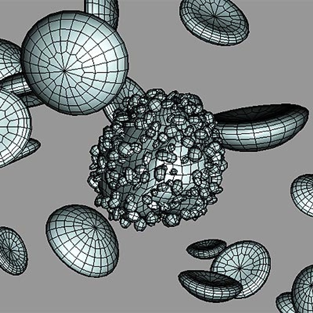 blood cells leukocyte 3d model