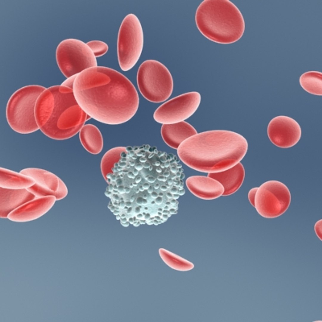 blood cells leukocyte 3d model