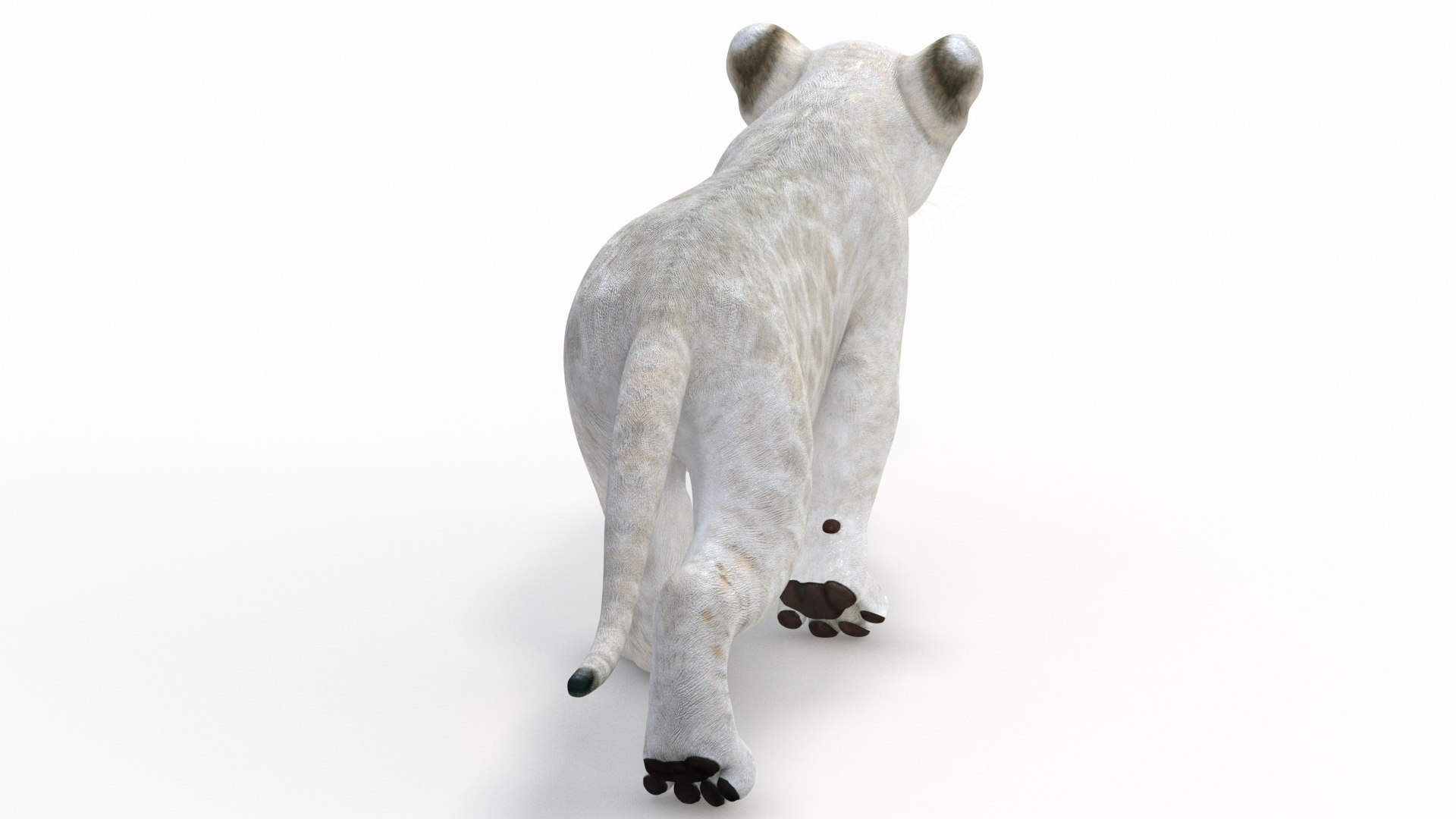 White lion cub modeled 3D model - TurboSquid 1464853