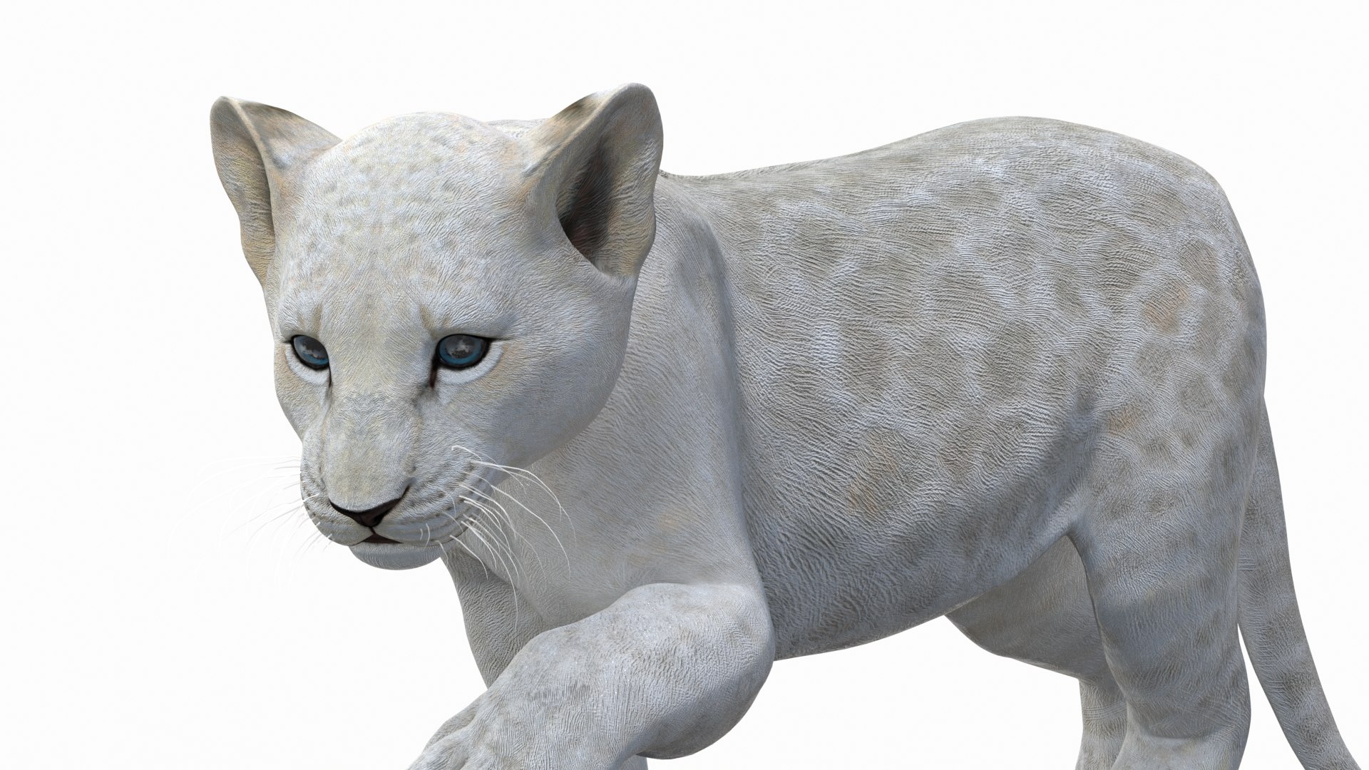 White lion cub modeled 3D model - TurboSquid 1464853