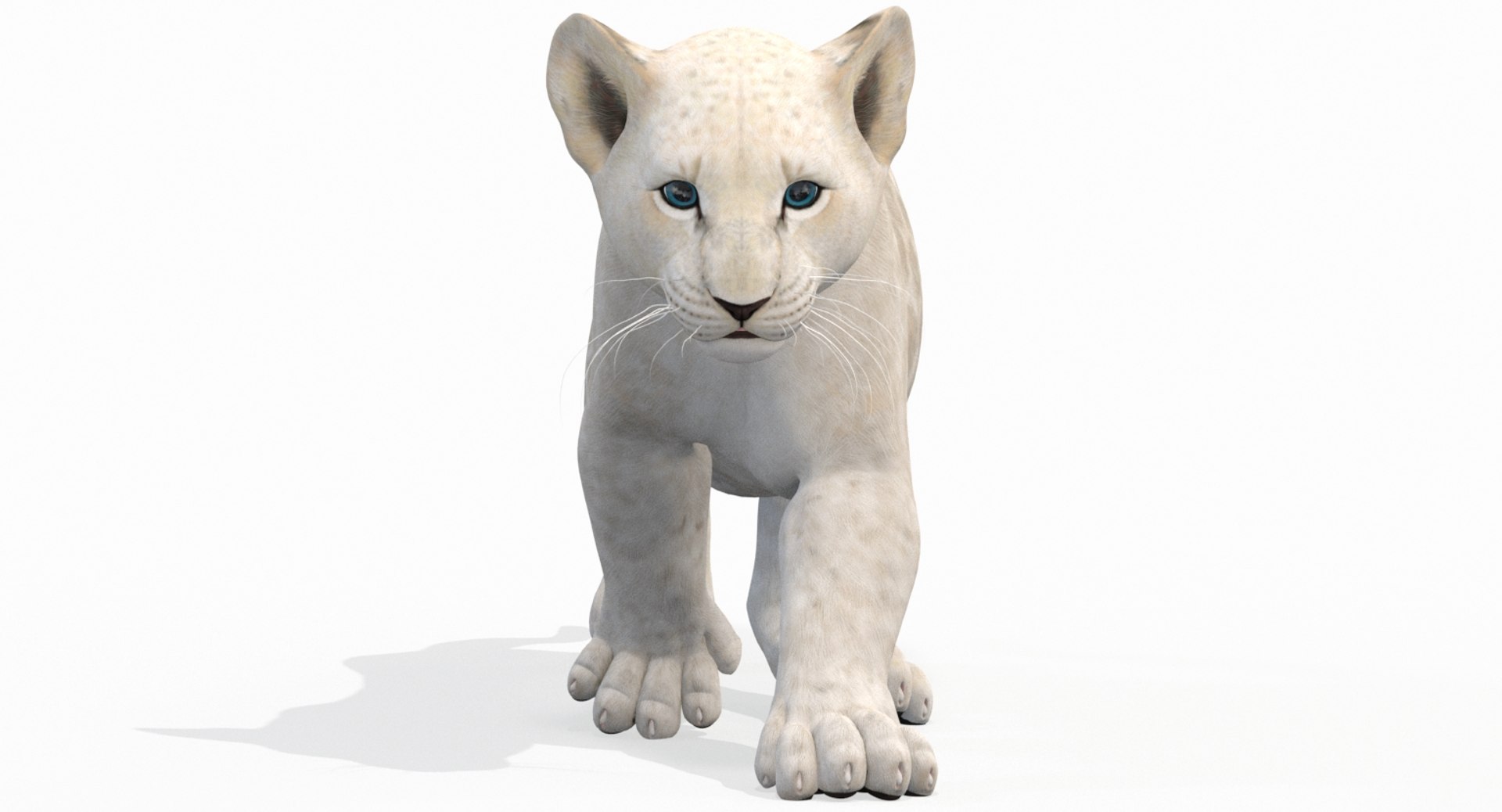 White lion cub modeled 3D model - TurboSquid 1464853