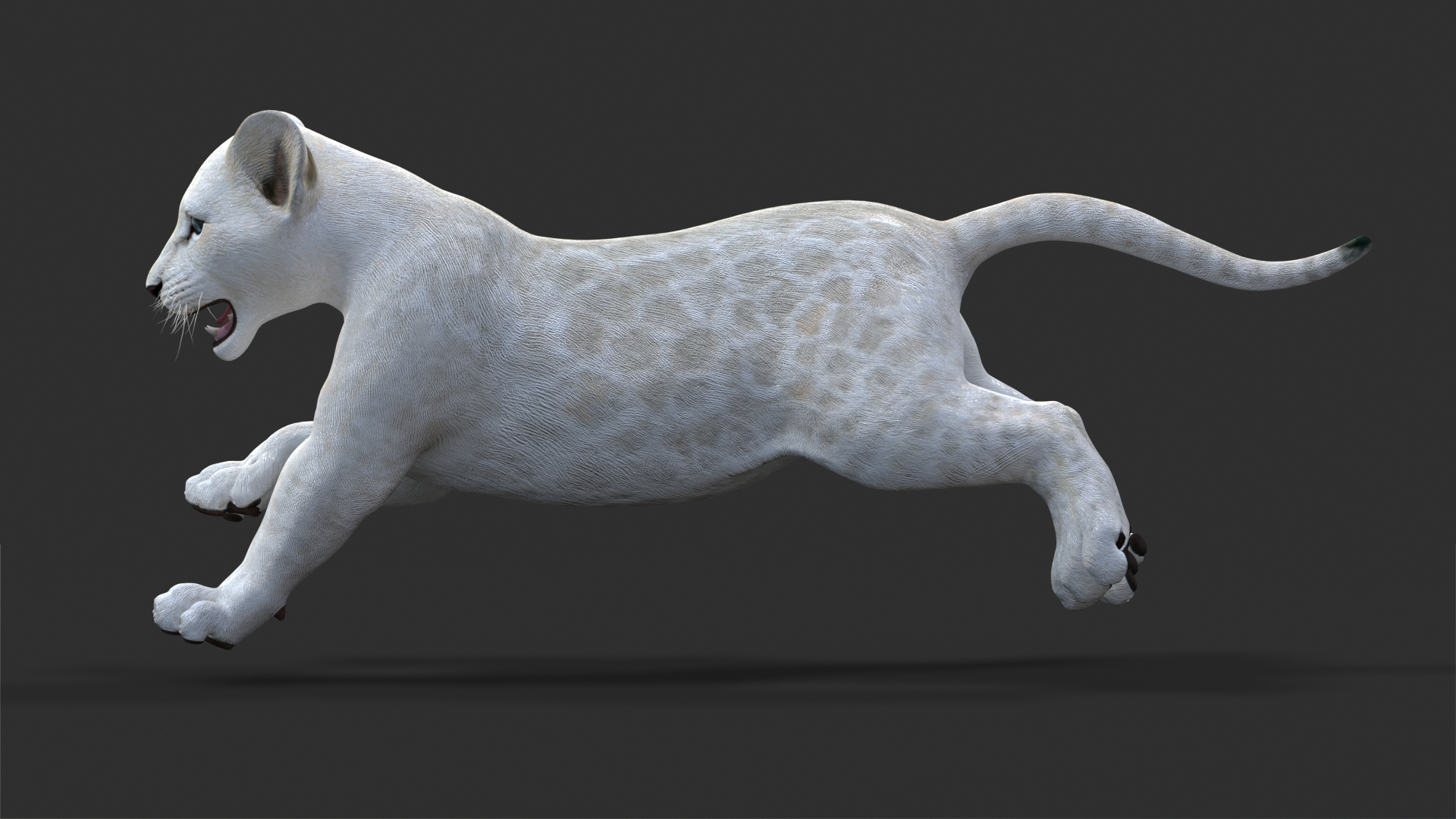White lion cub modeled 3D model - TurboSquid 1464853