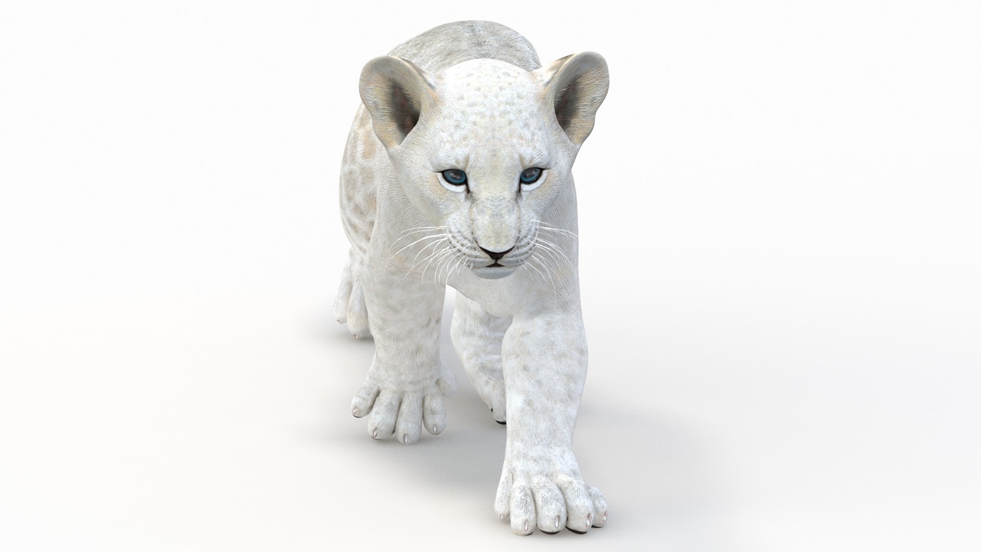White lion cub modeled 3D model - TurboSquid 1464853