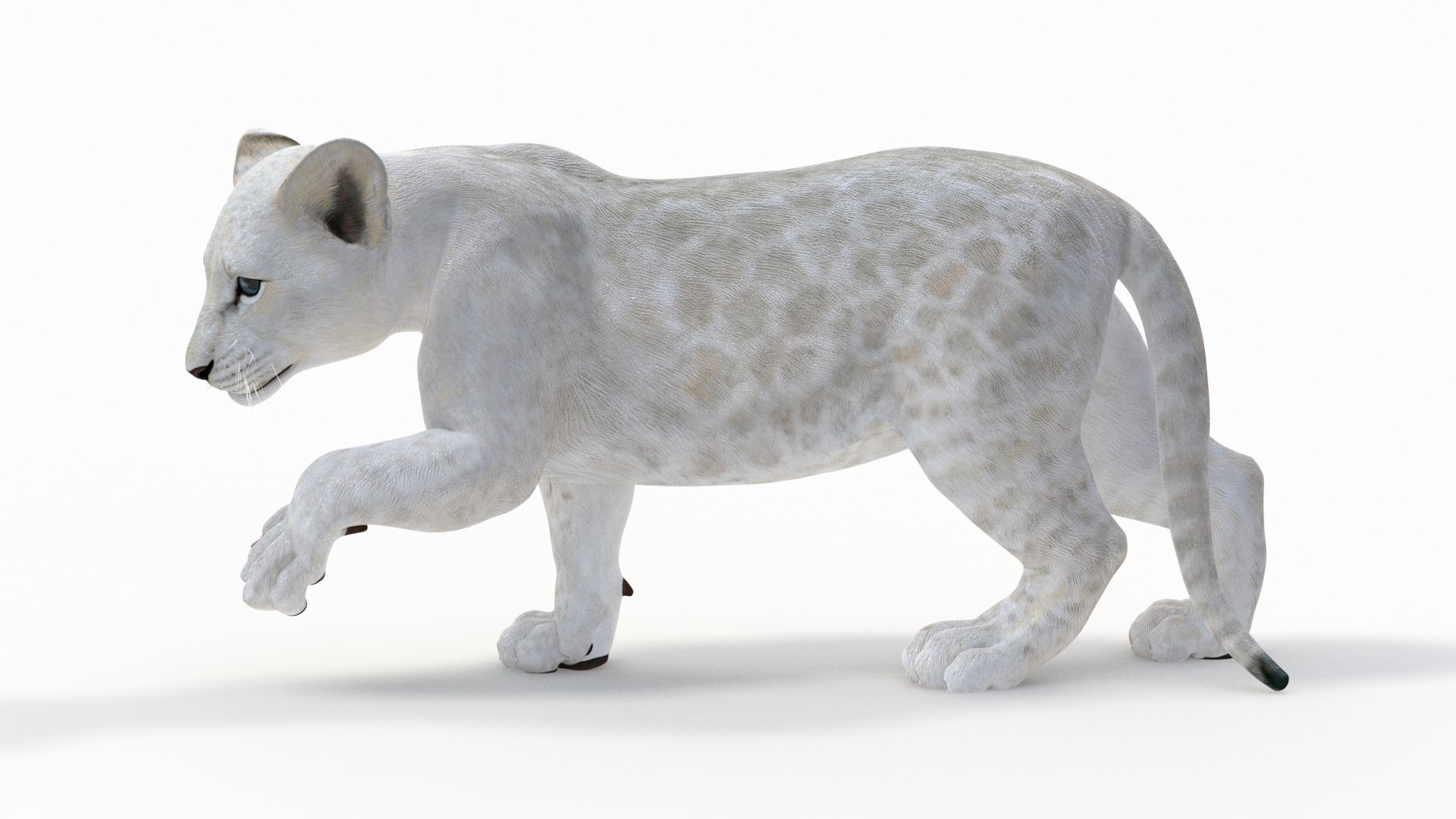 White lion cub modeled 3D model - TurboSquid 1464853