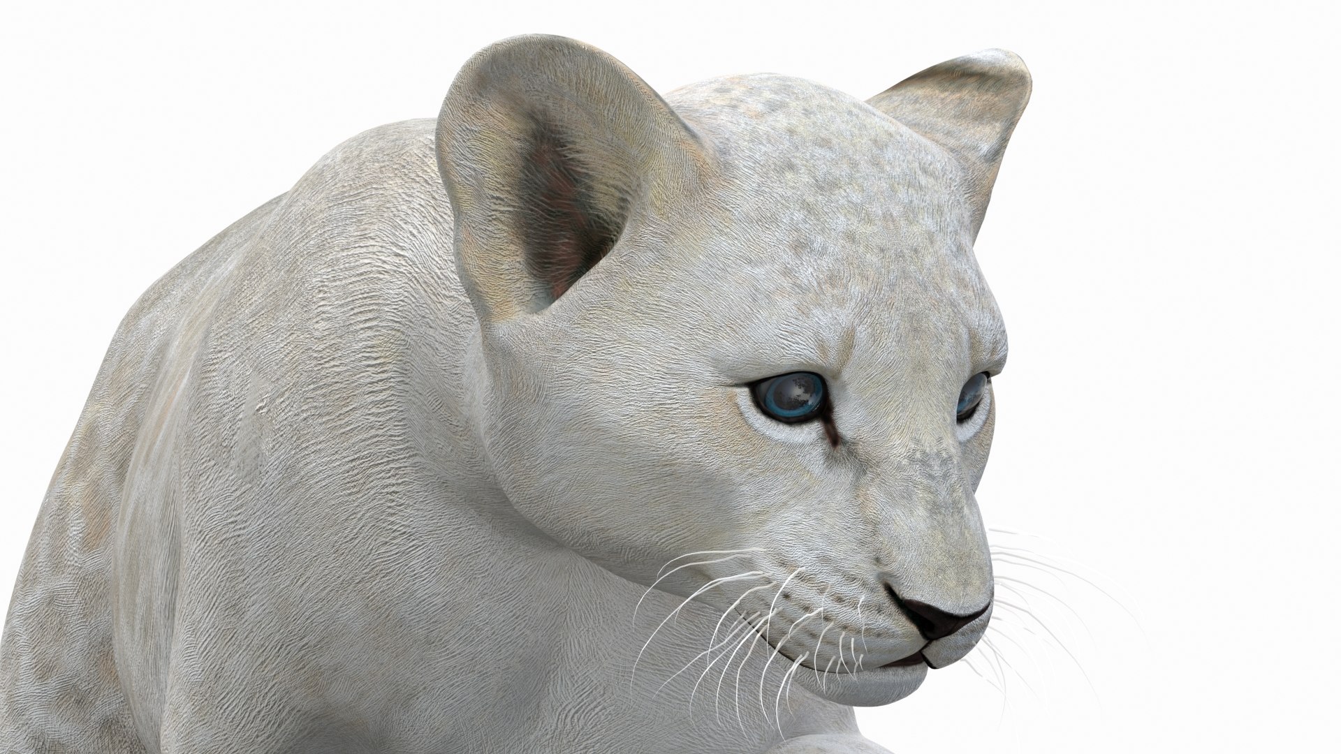 White lion cub modeled 3D model - TurboSquid 1464853