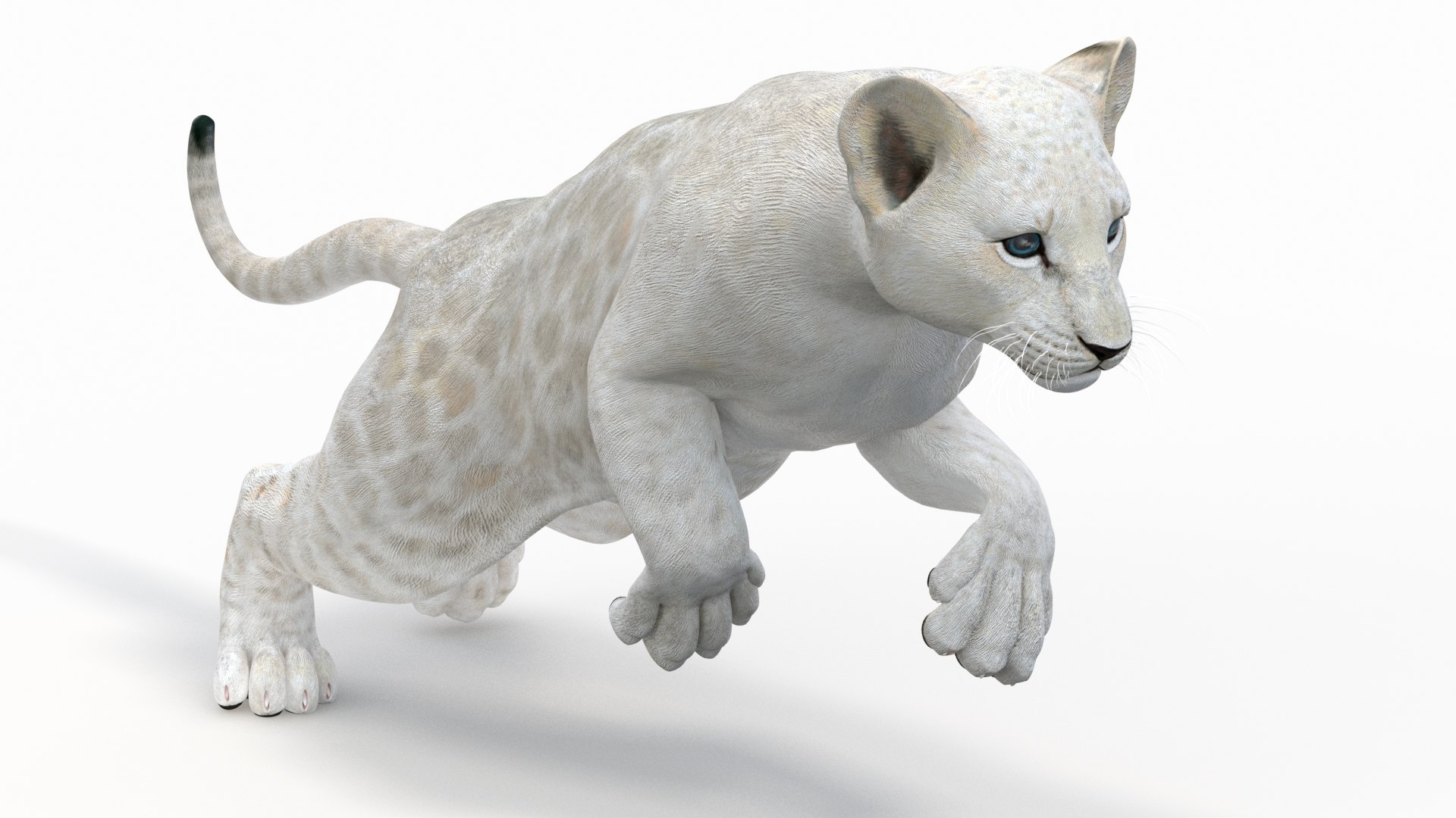White lion cub modeled 3D model - TurboSquid 1464853