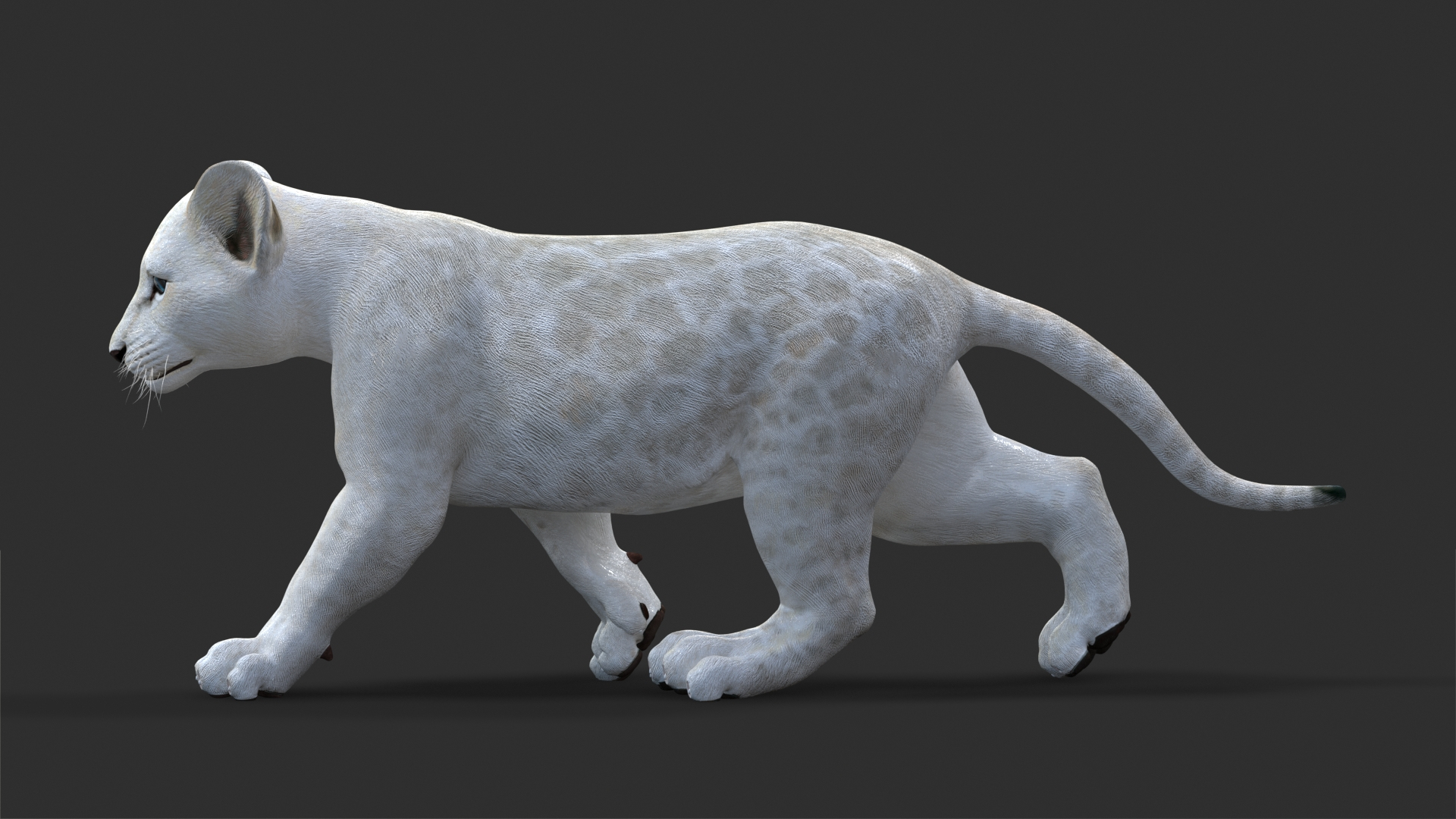 White lion cub modeled 3D model - TurboSquid 1464853