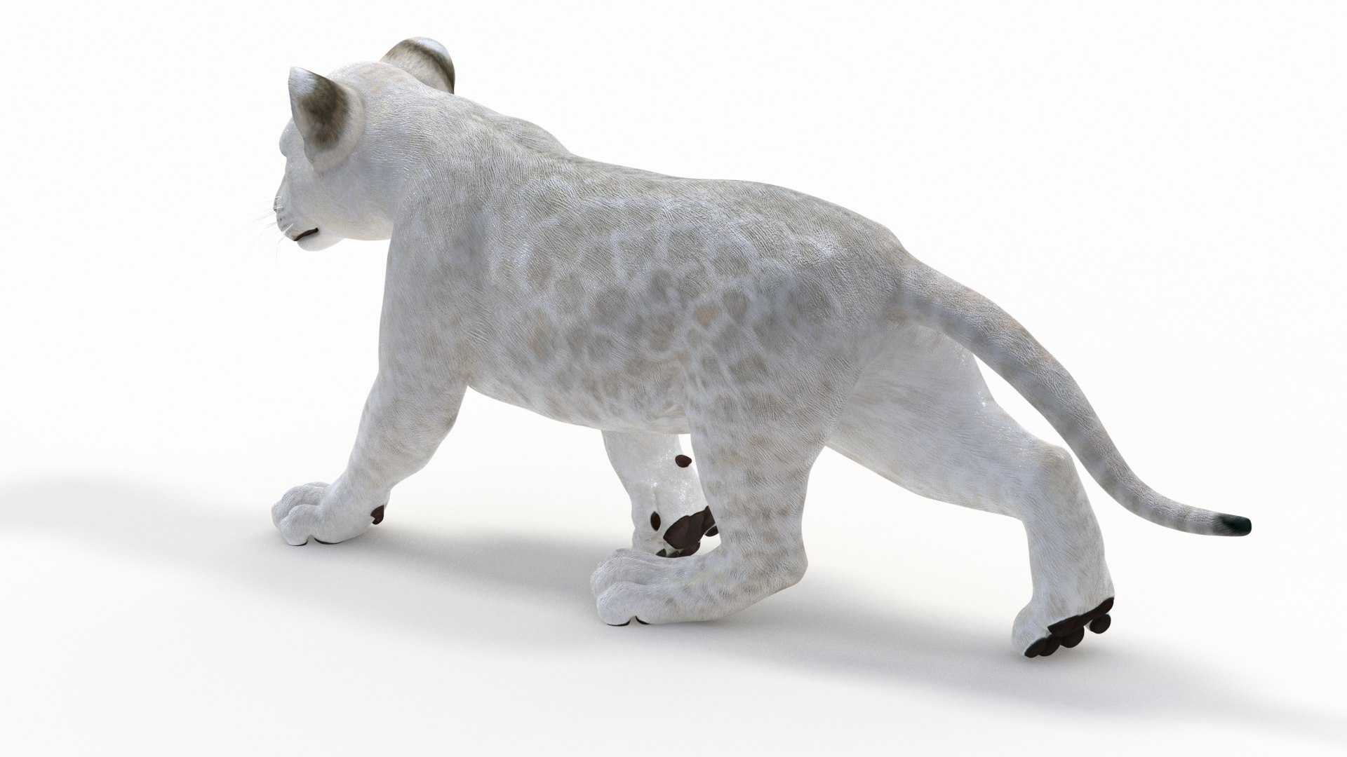 White lion cub modeled 3D model - TurboSquid 1464853