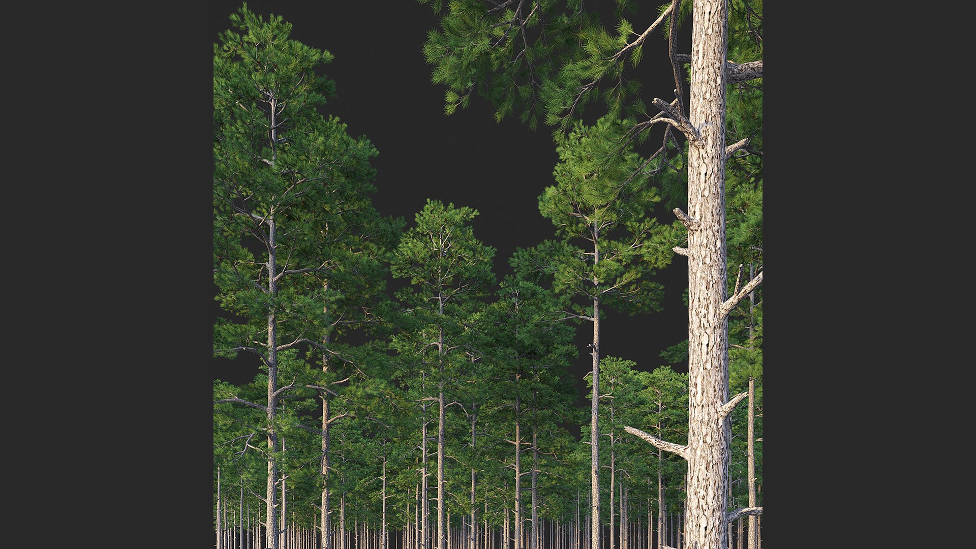 3D Pine 01 Set 01 - TurboSquid 1826218