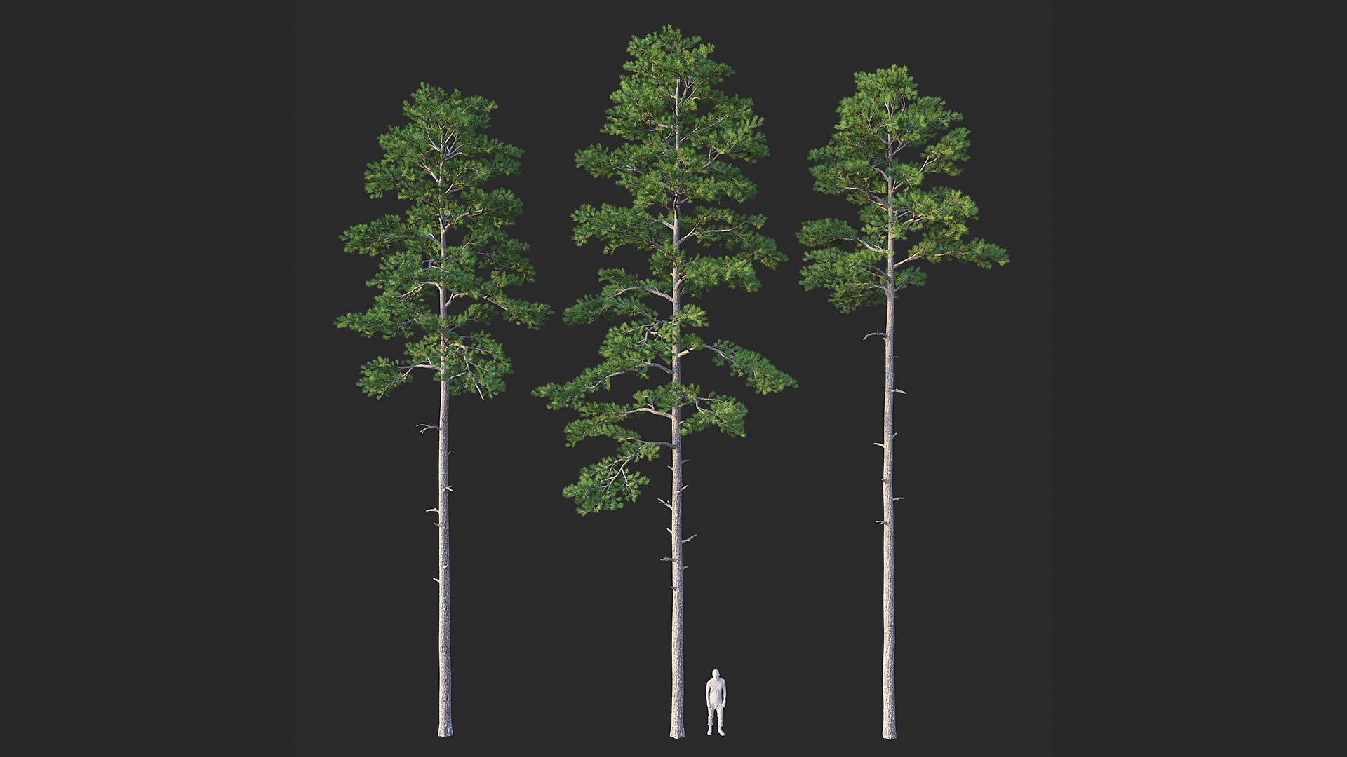 3D Pine 01 Set 01 - TurboSquid 1826218