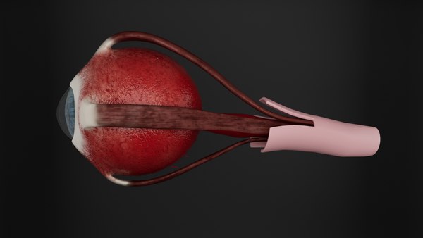 modelo 3d Anatomía humana-Ojo - TurboSquid 2229925