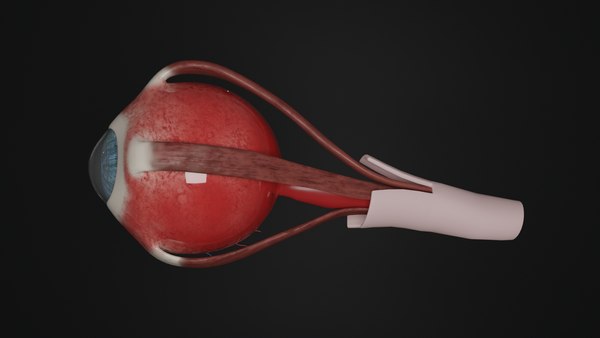 modelo 3d Anatomía humana-Ojo - TurboSquid 2229925