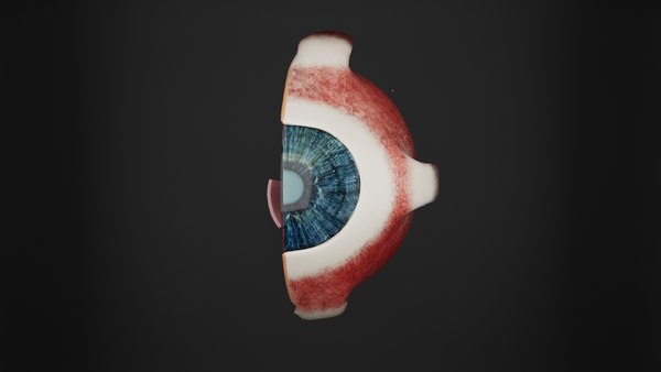 modelo 3d Anatomía humana-Ojo - TurboSquid 2229925