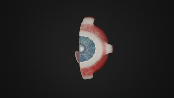 modelo 3d Anatomía humana-Ojo - TurboSquid 2229925