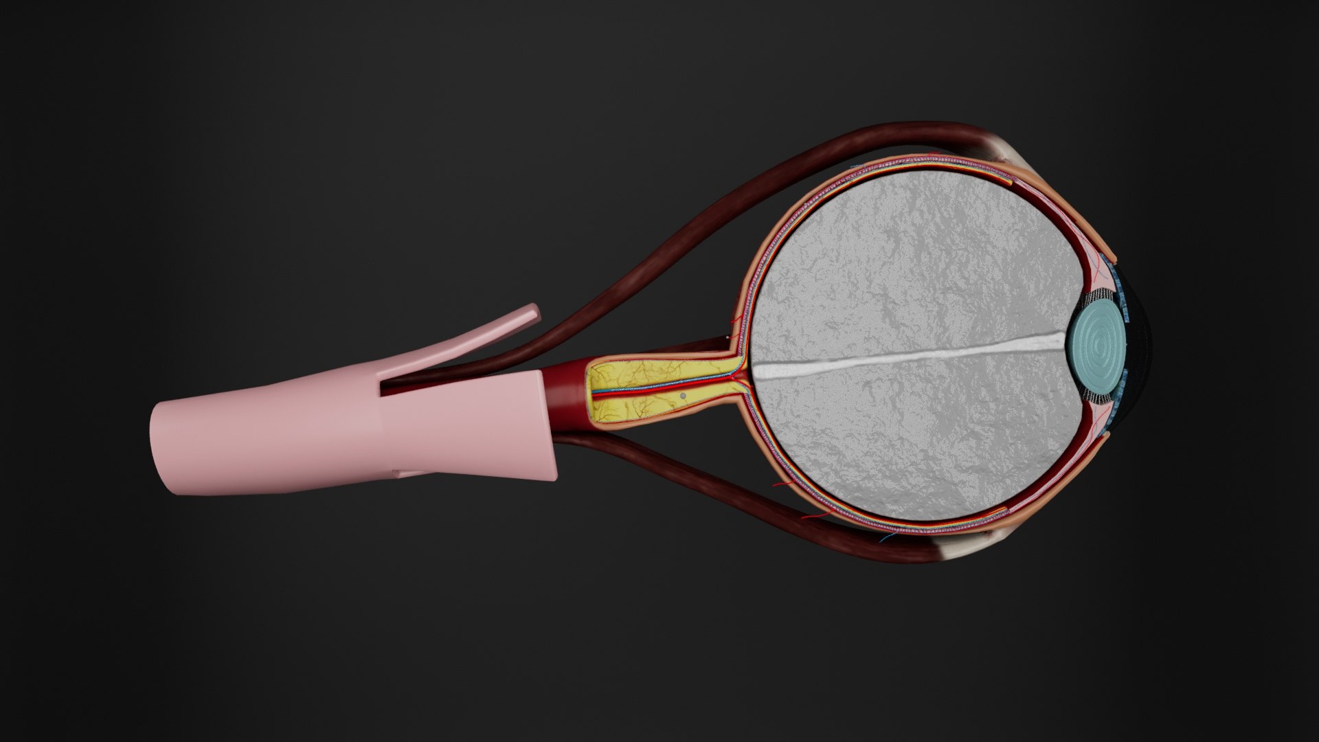 3D Human Anatomy-Eye - TurboSquid 2229925