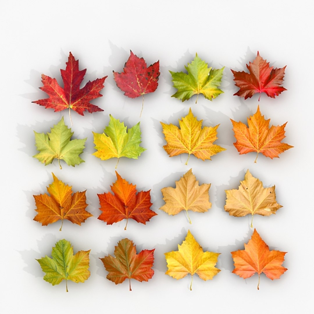 3d Model Dry Maple Leaves