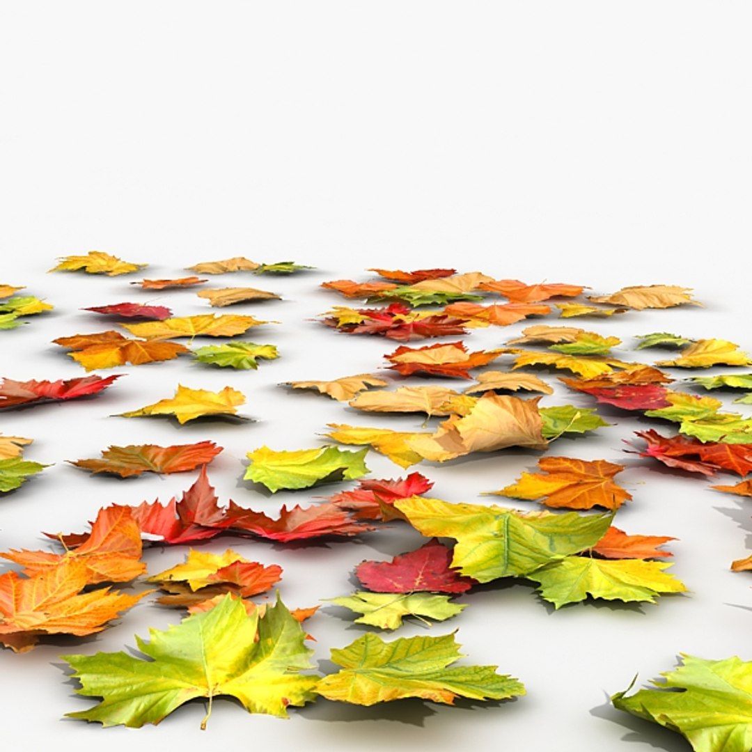 3d Model Dry Maple Leaves