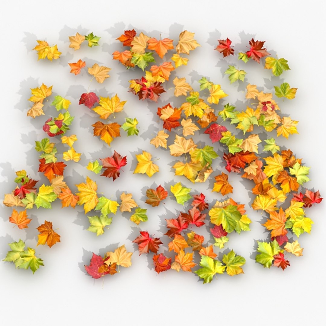 3d Model Dry Maple Leaves