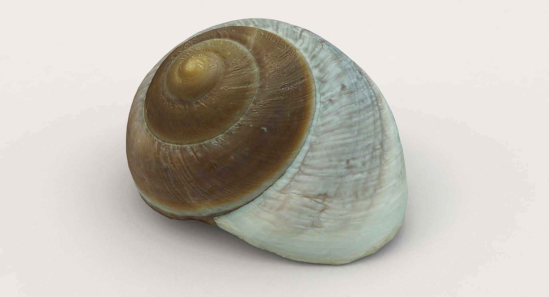 Sea Shell 3D Model - TurboSquid 1359849