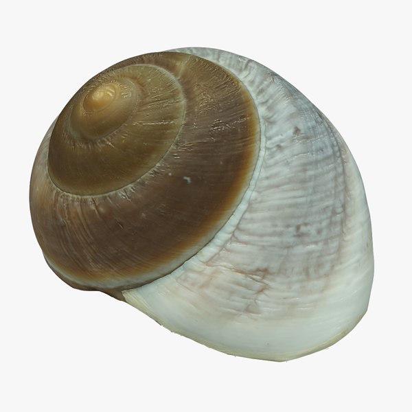 Snail Shell 3D Models for Download | TurboSquid