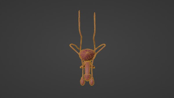 modelo 3d 3D Model of Male Reproductive System - TurboSquid 2082202