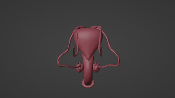 modelo 3d 3D Model of Male Reproductive System - TurboSquid 2082202