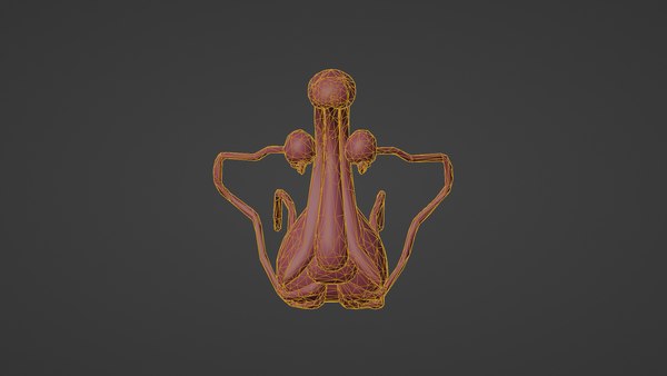 modelo 3d 3D Model of Male Reproductive System - TurboSquid 2082202