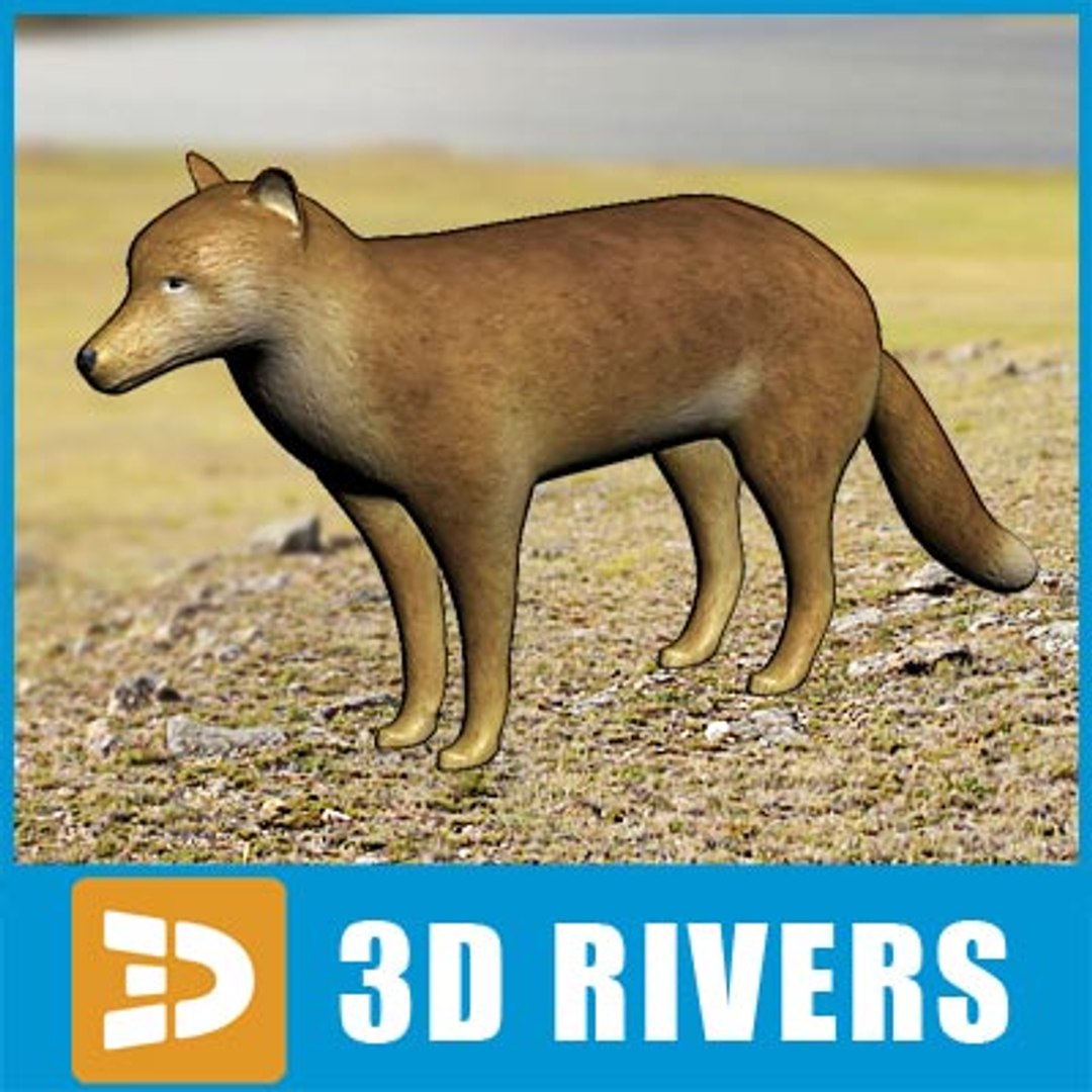 3ds Falkland Islands Wolf Dog