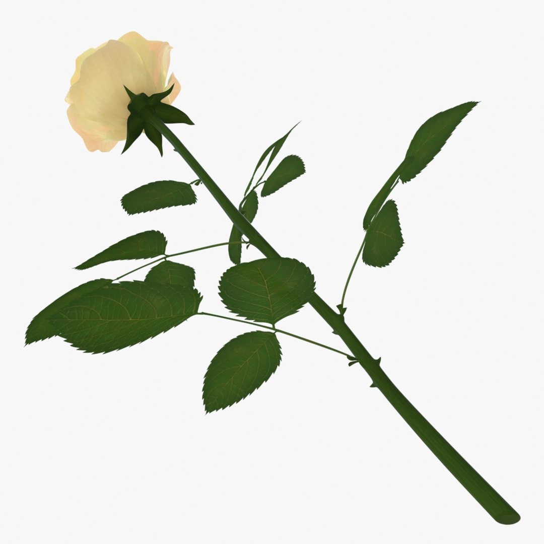 3D Rose Model - TurboSquid 1152319