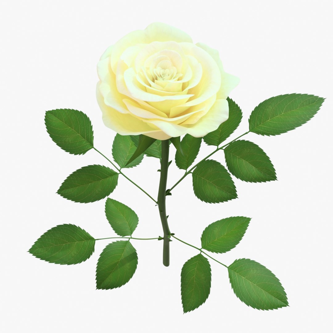 3D Rose Model - TurboSquid 1152319