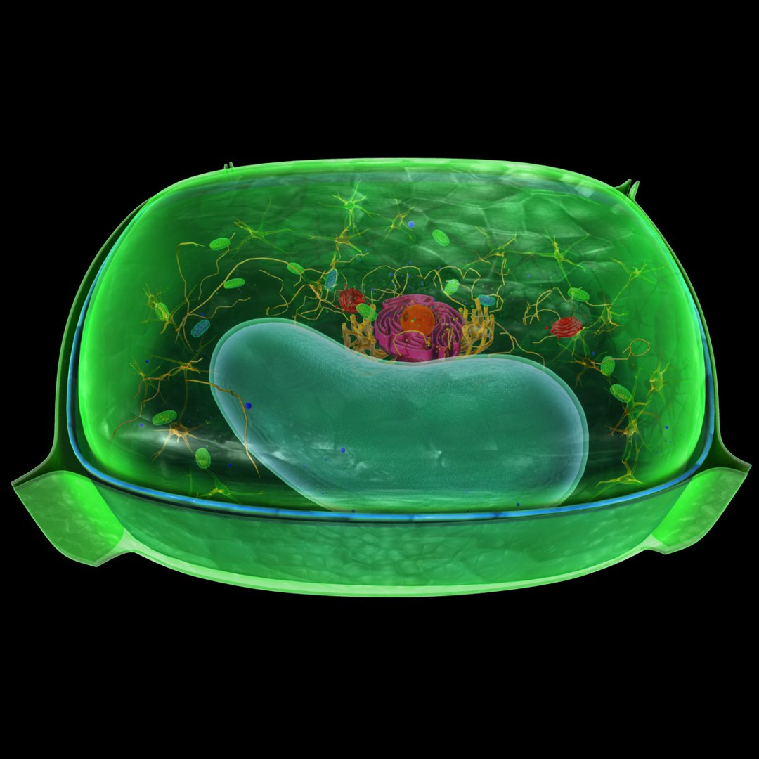 3d Model Plant Cell