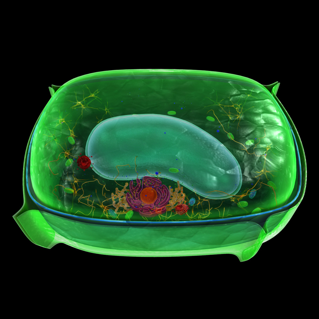 3d model plant cell