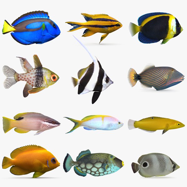 3ds max blue sea fish