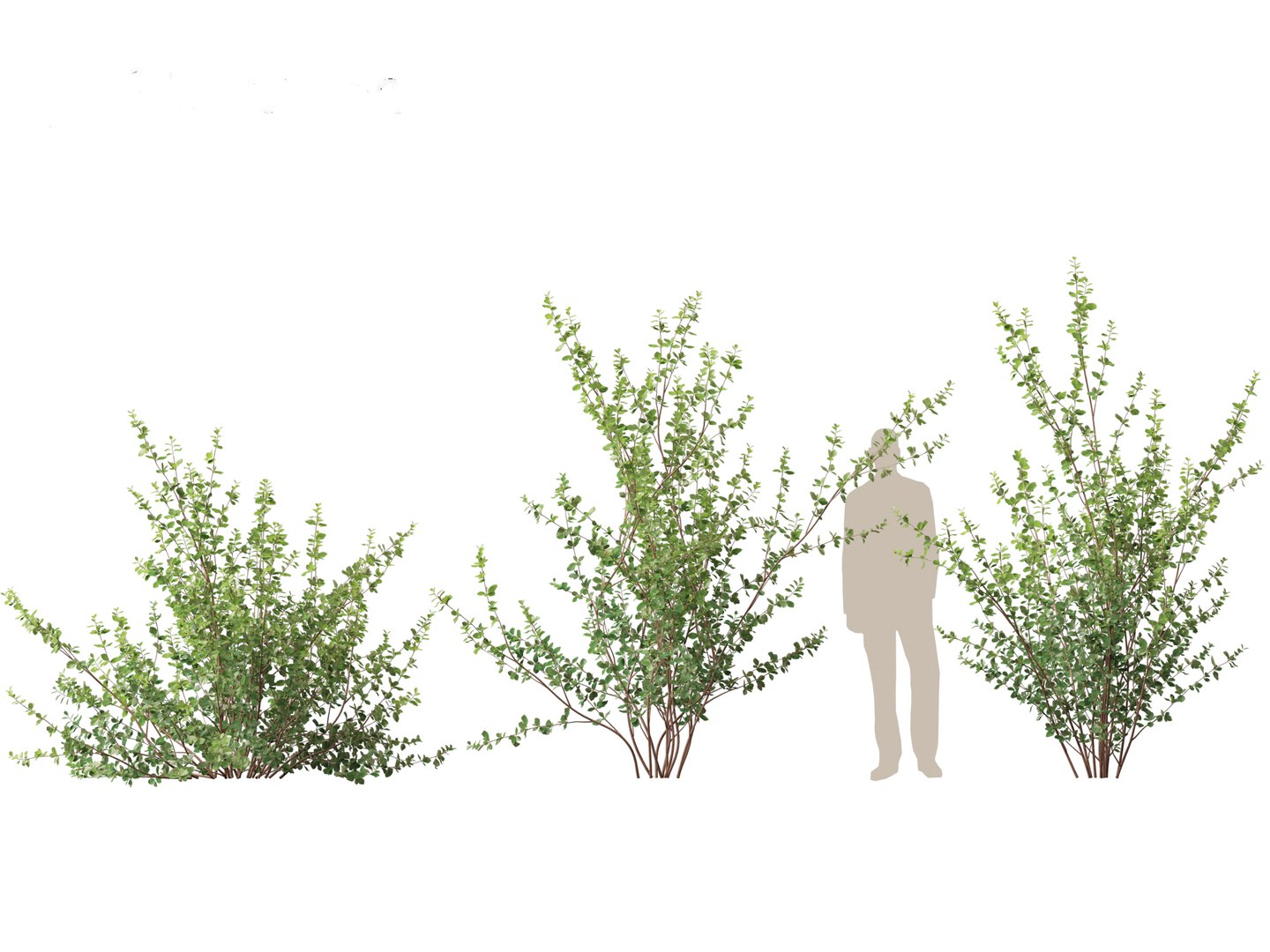 3D Betula Pumila - Dwarf Birch Model - TurboSquid 2201837