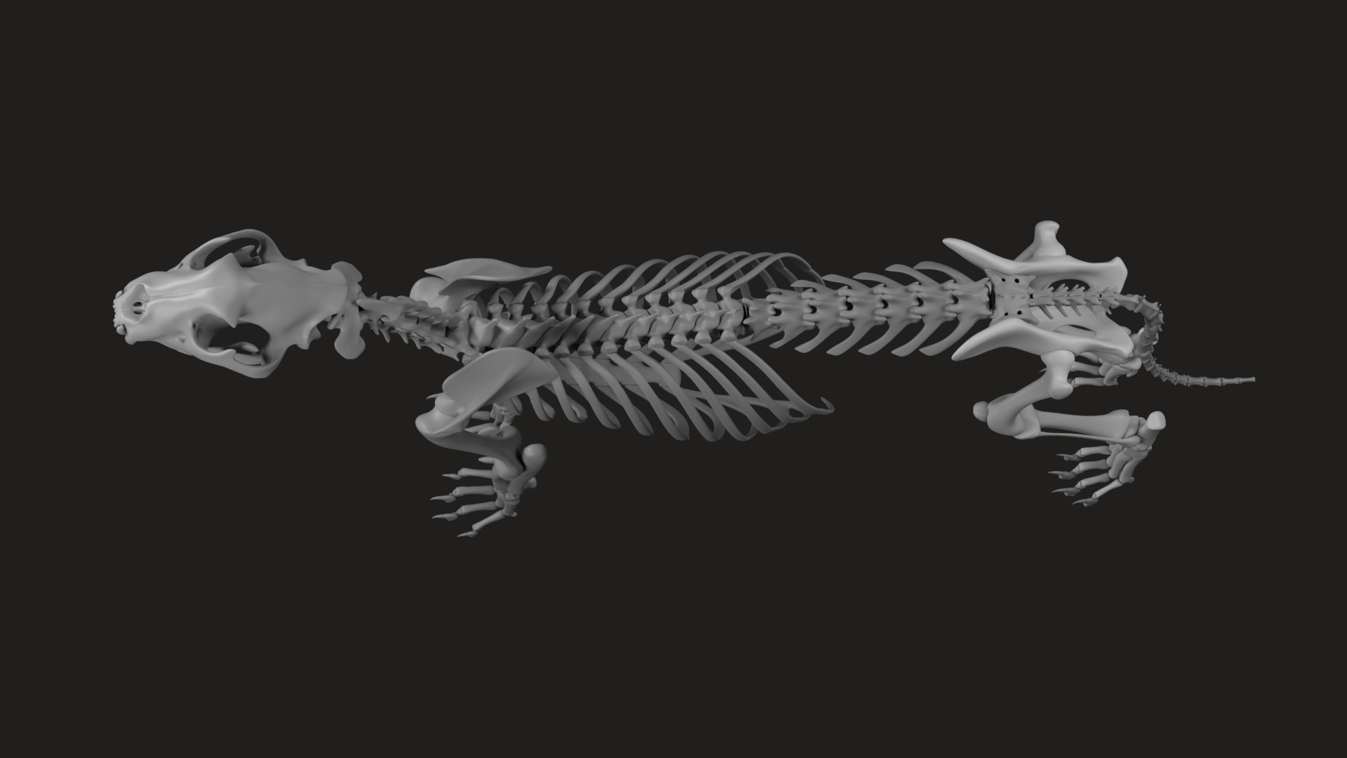 Lion Skeleton 3D model - TurboSquid 1804647