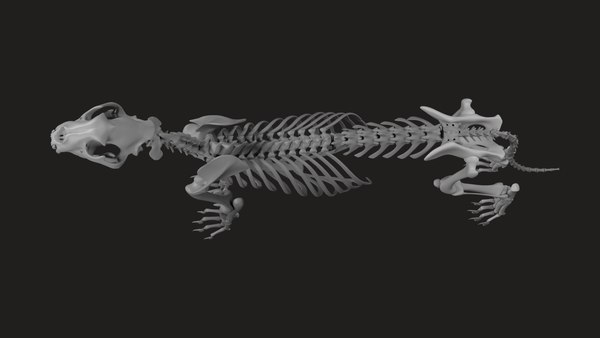 Lion Skeleton 3D model - TurboSquid 1804647