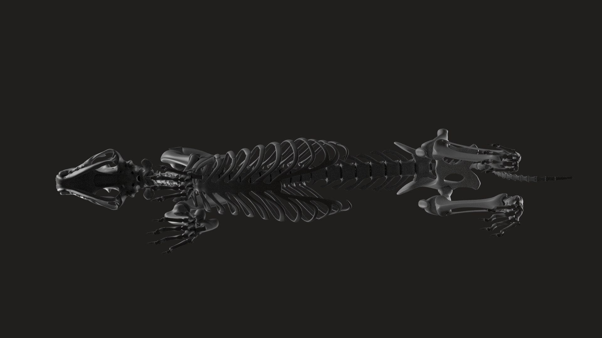 Lion Skeleton 3D Model - TurboSquid 1804647