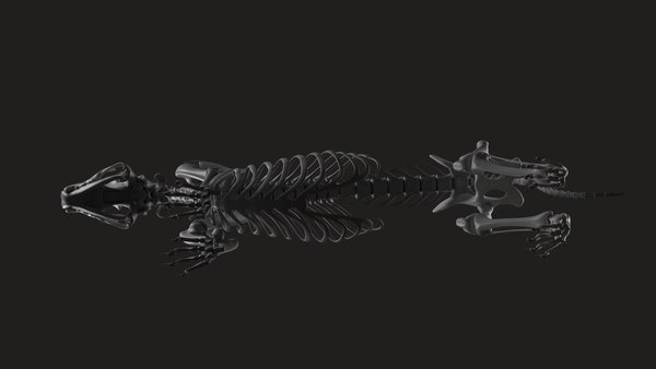 Lion Skeleton 3D model - TurboSquid 1804647
