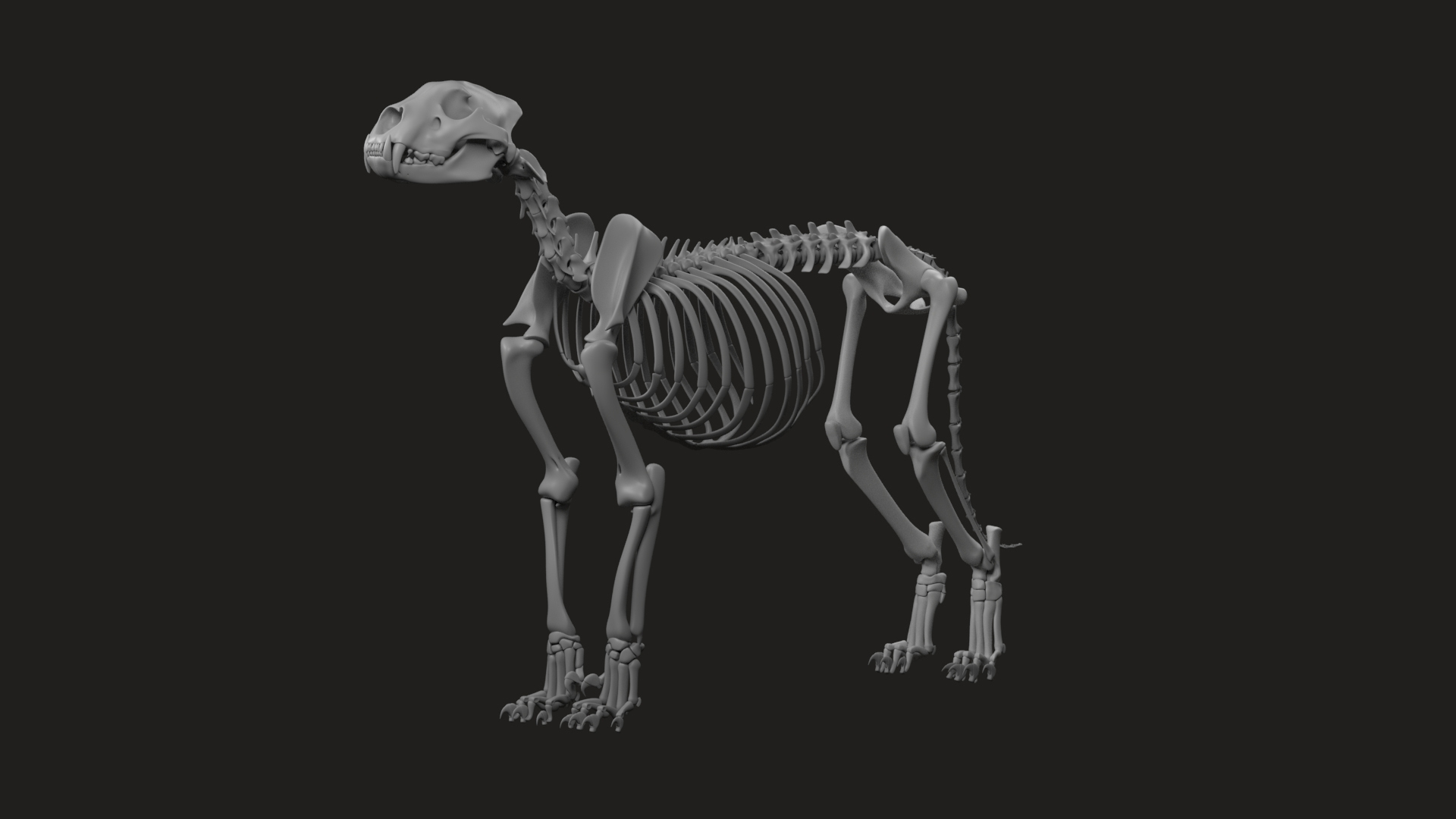 Lion Skeleton 3D Model - TurboSquid 1804647