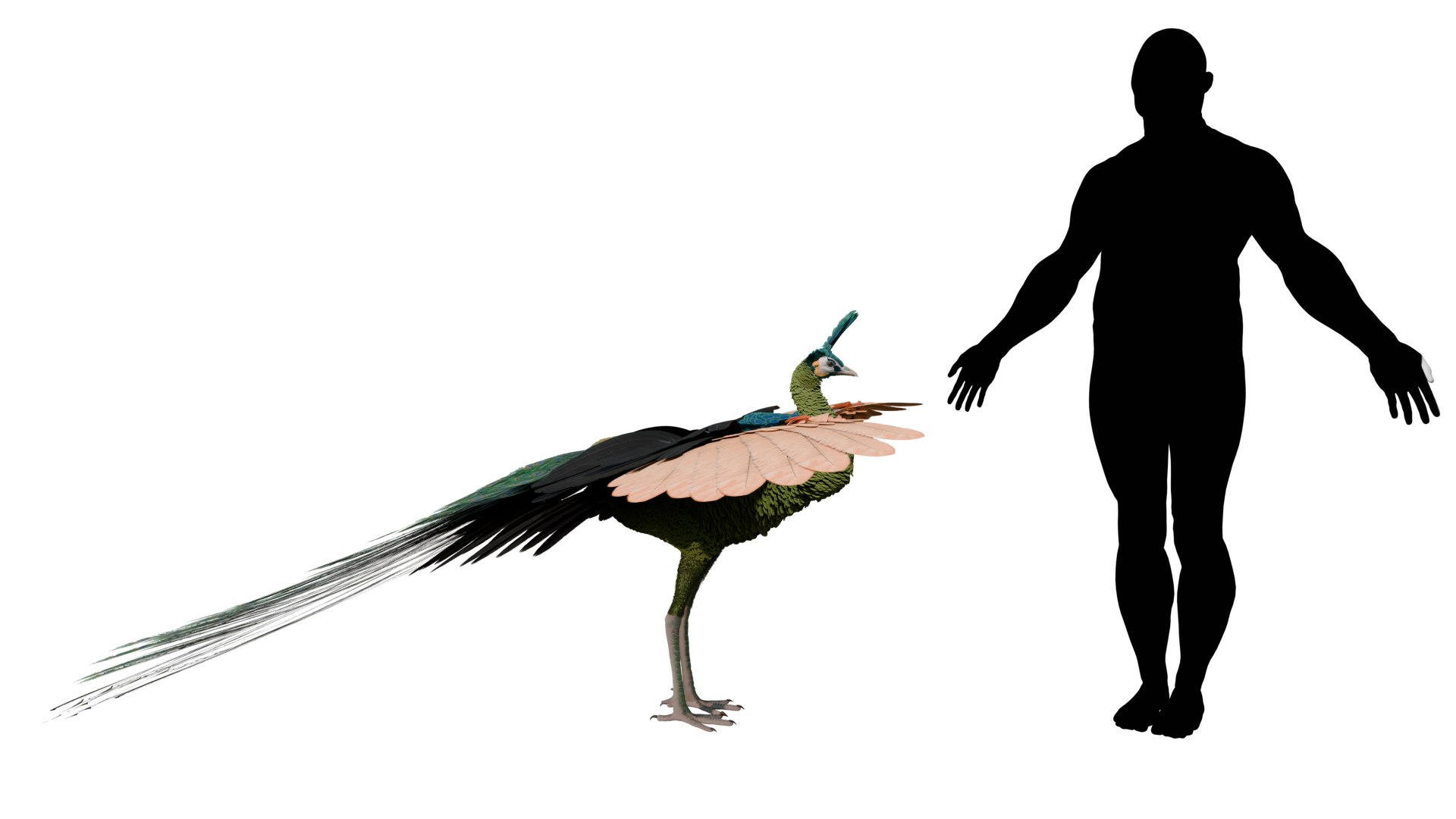 Peacock 3D Model - TurboSquid 2334977