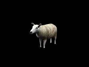 Sheep 3D Models for Download | TurboSquid